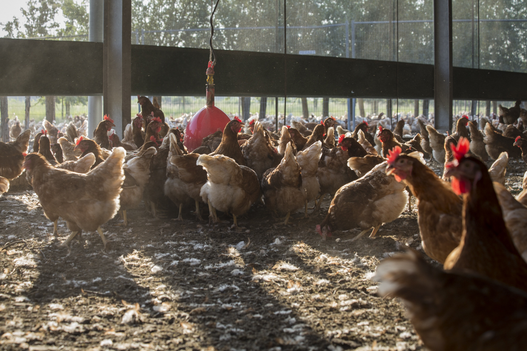 Brown hens deliver excellent production - Pluriton